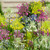 Buy Allium Fireworks Bulbs | J Parker Dutch Bulbs