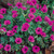 Geranium Cinereum Giuseppe | J Parker Dutch Bulbs