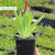 Primula vialli - JParkers