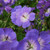 Buy Geranium Rozanne at jparkers.co.uk