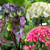 Hydrangea Black Steel Collection - JParkers