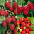 Shop All All Season Fruiting Raspberry Collection | J. Parker's