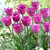 Buy Tulip Magic Lavender/Mango Charm | J. Parker's
