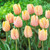 Buy Tulip Magic Lavender/Mango Charm | J. Parker's