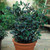 Blueberry Coville - JParkers