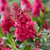 Buy Buddleia d. Butterfly Candy Little 'Raspberry' (Red) | J. Parker's