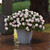 Buy Impatiens Glimmer Collection for less with J. Parker's