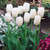 Buy Tulip Maureen at jparkers.co.uk