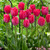 Buy Tulip Lady Van Eijk at jparkers.co.uk