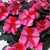 Buy Impatiens Sunpatiens compact Red Candy for less with J. Parker's