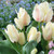 Buy Tulip Albion Star at jparkers.co.uk