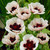 Buy Papaver Checkers at jparkers.co.uk