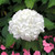 Buy Hydrangea macr. White Mophead at jparkers.co.uk