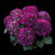 Buy Hydrangea Purple Prince | J Parker Dutch Bulbs