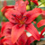 Lilium Red County - JParkers