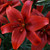 Lilium Red County - JParkers