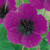 Buy Geranium subcaulescens 'Giuseppii' | J. Parker's