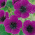 Buy Geranium subcaulescens 'Giuseppii' | J. Parker's