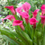 Zantedeschia Lipstick (Calla Lily) | J Parker Dutch Bulbs