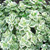 Buy Variegated Cat Shoo | J Parke Dutch Bulbs