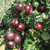 Buy Apple Api Noir - J Parker Dutch Bulbs