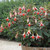 Fuchsia Mandarin Cream (Trailing) | J Parker Dutch Bulbs