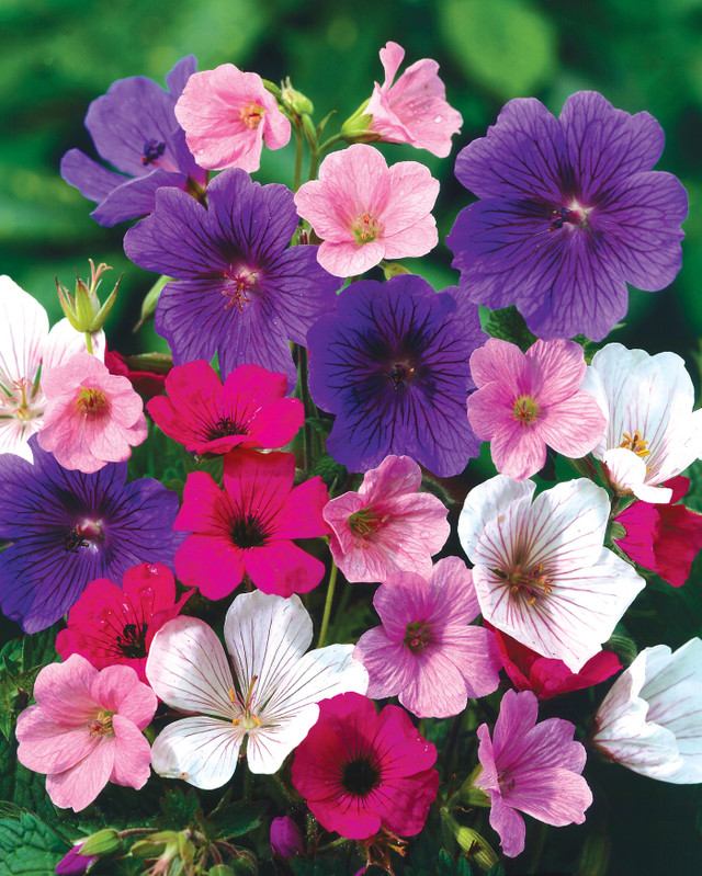 Geraniums Hardy Mixed | J Parker Dutch Bulbs