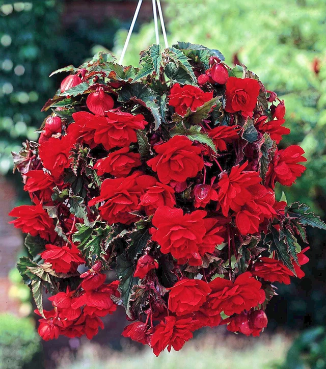 Buy Begonia Giant Cascading Scarlet | J Parkers