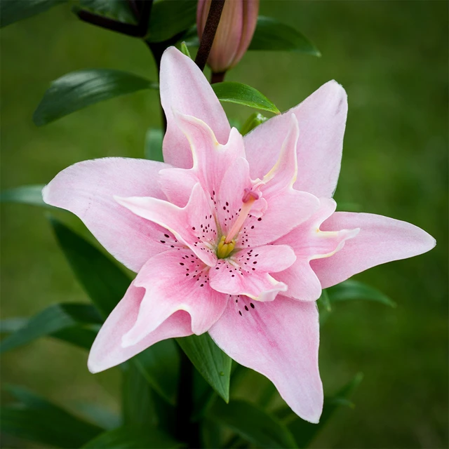 Lily Elodie | J Parker Dutch Bulbs