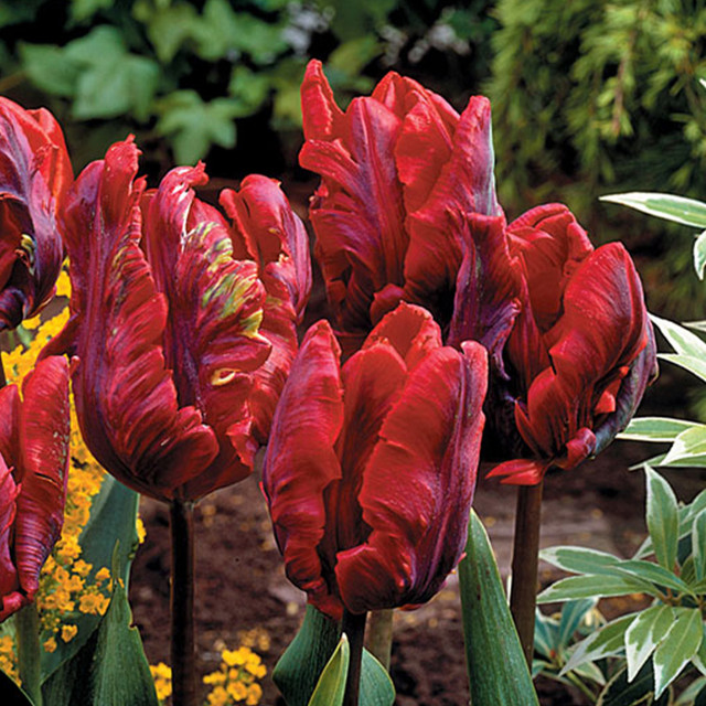 Buy Tulip Rococo at jparkers.co.uk
