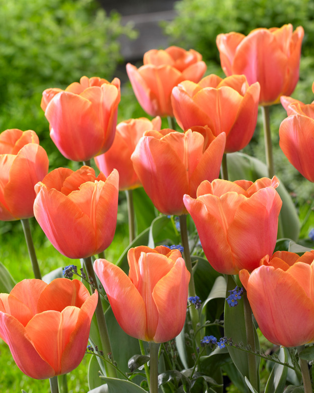 Buy Tulip Jimmy | J Parkers Dutch Bulbs