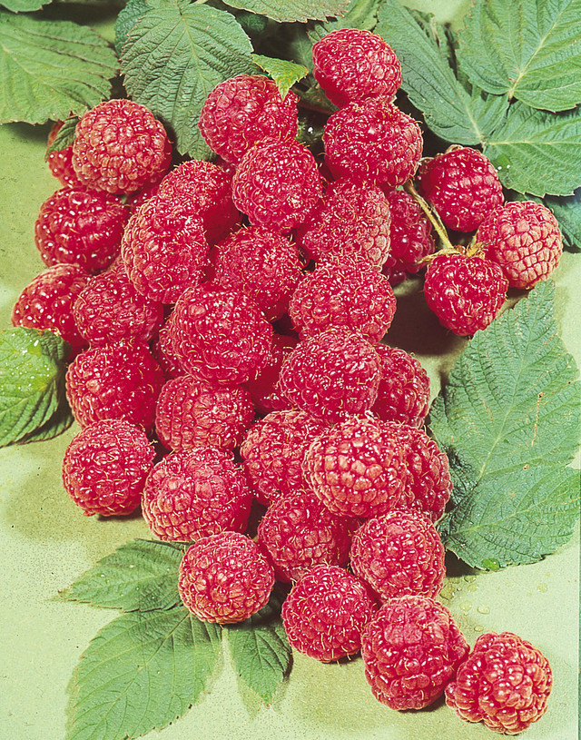 Buy Raspberry Glen Magma | J Parker Dutch Bulbs
