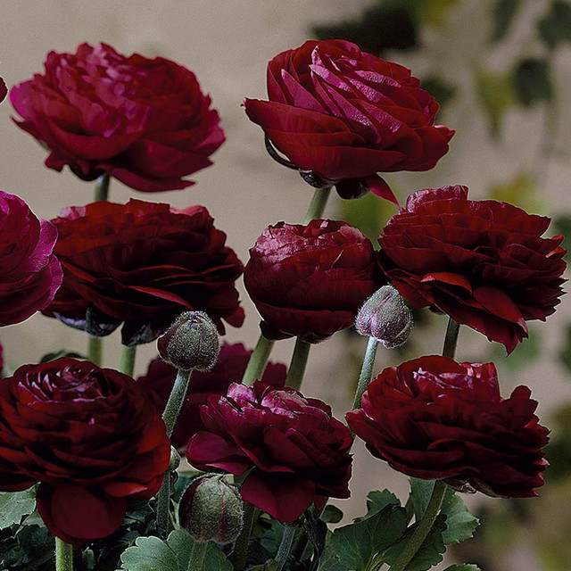 Buy Ranunculus Deep Purple | J Parker Dutch Bulbs