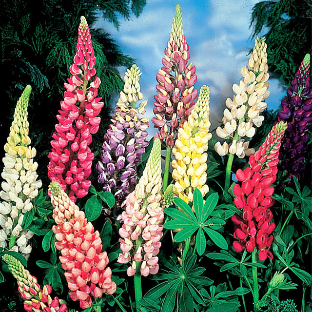 Buy Lupin Russell Mixed | J Parker Dutch Bulbs