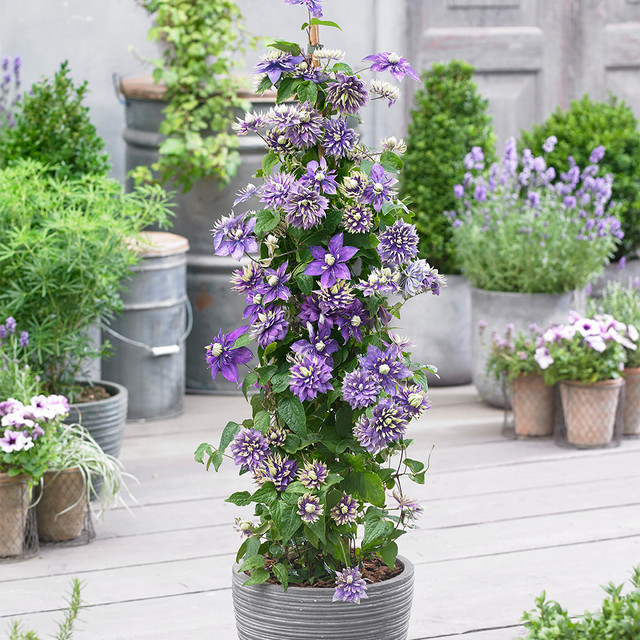 Shop Clematis Taiga | J. Parker's