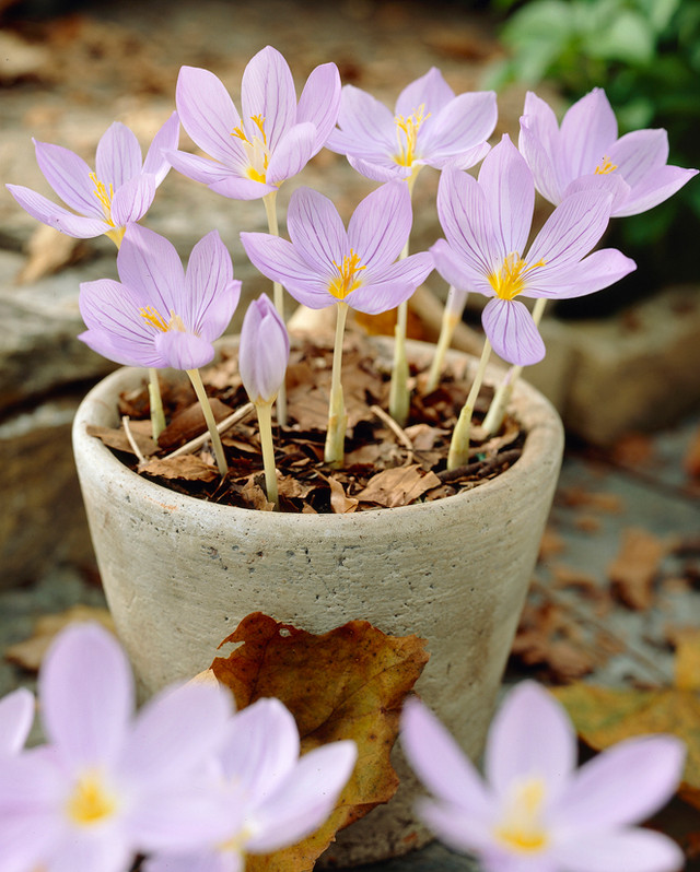 Crocus Pulchellus - JParkers
