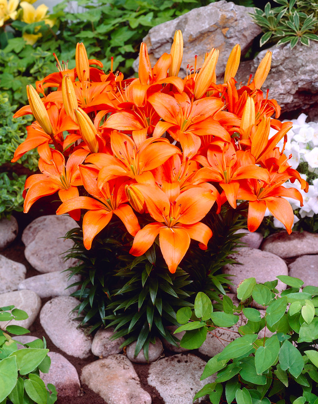 Lily Orange Pixie - JParkers