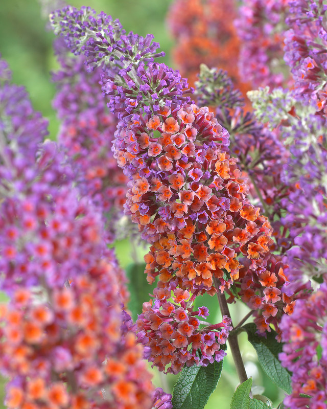 Buy Buddleia Flower Power | J Parker Dutch Bulbs