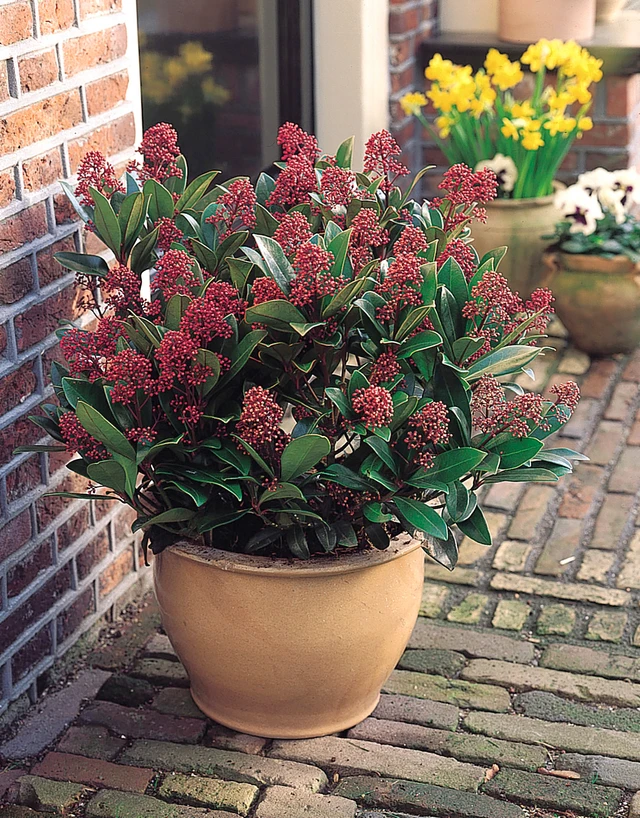 Buy Skimmia Japonica Rubella | J Parker Dutch Bulbs