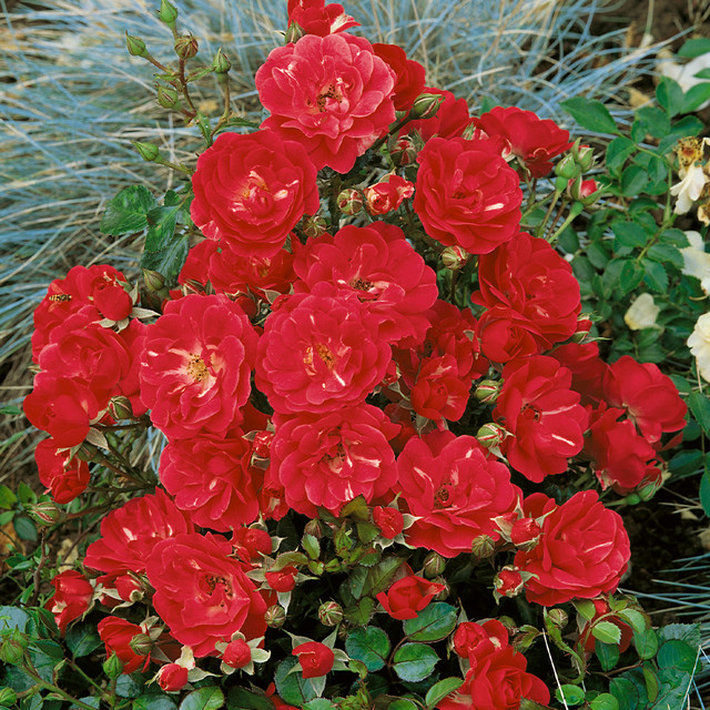 Buy Rose The Fairy Red | J Parker Dutch Bulbs