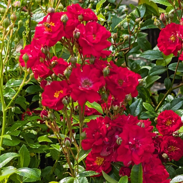 Buy Rose The Fairy Red | J Parker Dutch Bulbs