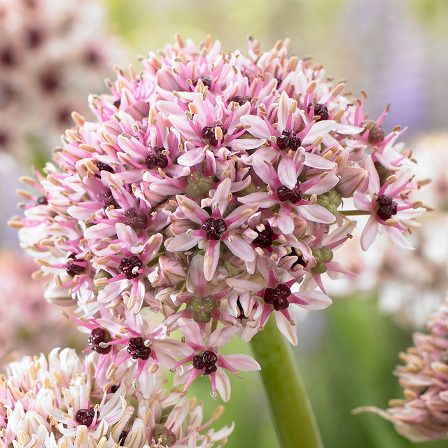 Buy Allium Silver Spring Bulbs | J Parker Dutch Bulbs