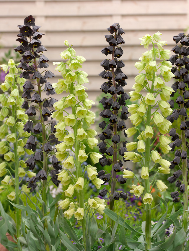 Buy Fritillaria Persica Ivory Bells | J Parkers Dutch Bulbs
