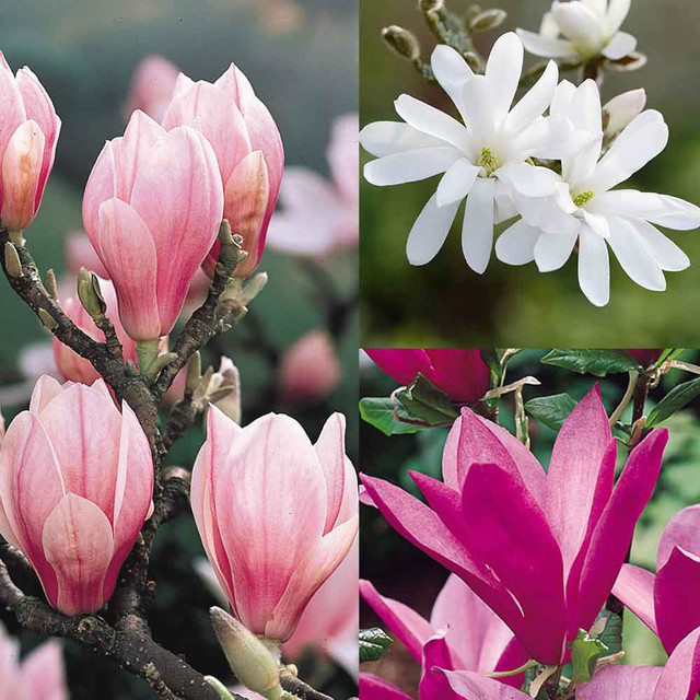 Magnolia Collection - JParkers