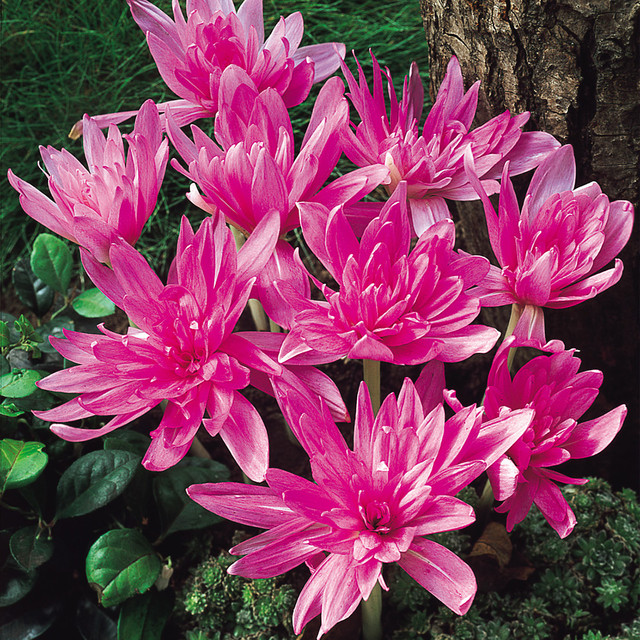 Colchicum Collection - JParkers