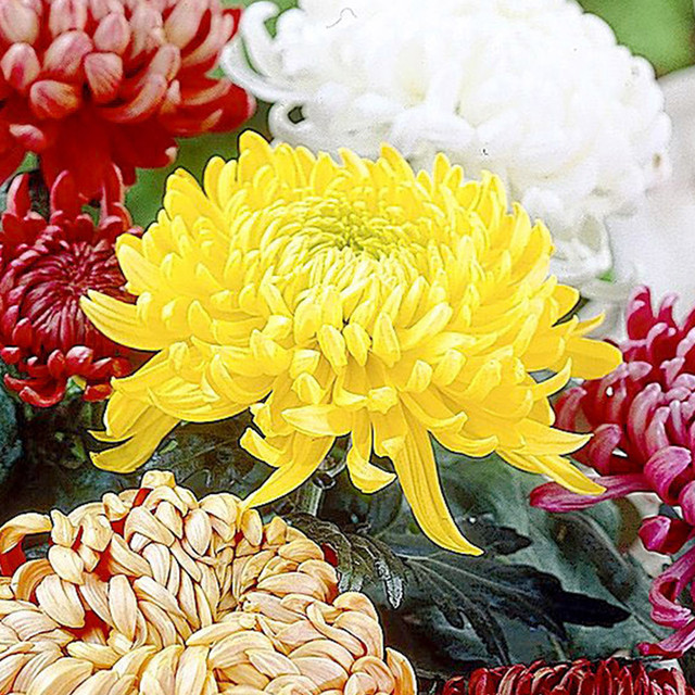 Chrysanthemum Bloom collection (Incurve Petals) - JParkers