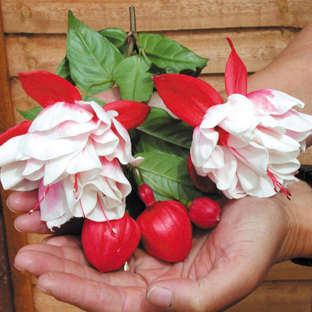 Fuchsia Giant Trailing Collection - JParkers