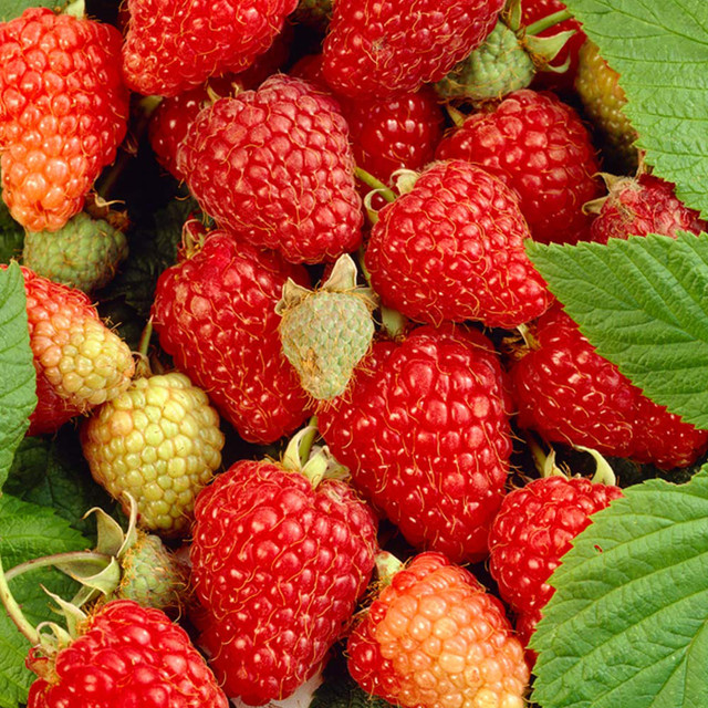 Shop All All Season Fruiting Raspberry Collection | J. Parker's