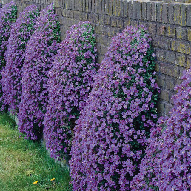 Alpine Perennial Collection - JParkers