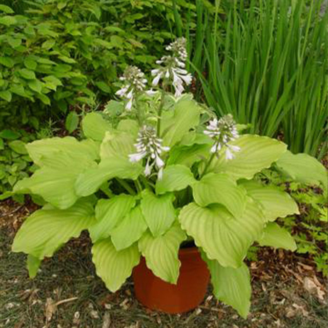 Hosta Fragrance Collection - JParkers